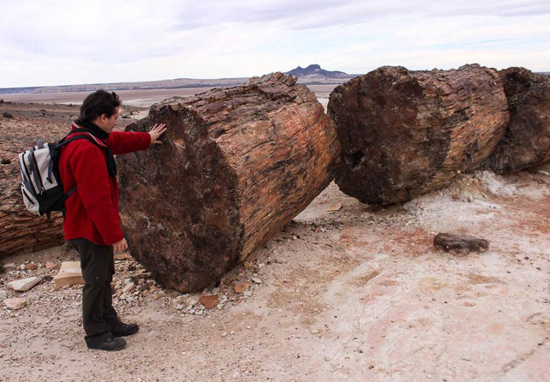 Plantas Del Parque Nacional Del Bosque Petrificado Revista Lugares