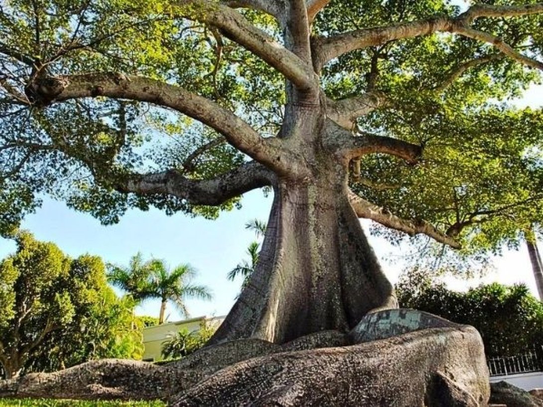Todo sobre La Ceiba (Ceiba pentandra), árbol sagrado de Cuba