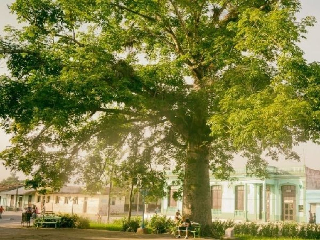 Todo sobre La Ceiba (Ceiba pentandra), árbol sagrado de Cuba