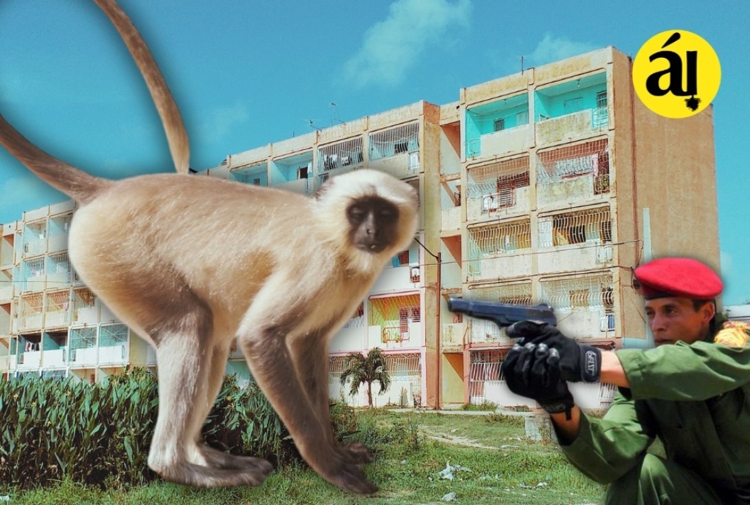 Un mono hambriento amenaza a un pueblo en Cuba y movilizan a los Boinas ...