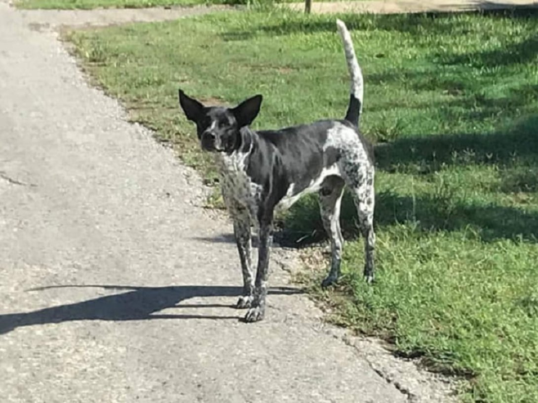 Aprobada la Ley de Bienestar Animal en Cuba, pero "la lucha sigue ...