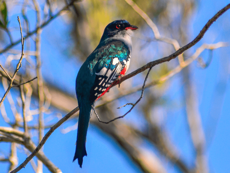 Cinco asombrosas especies en la fauna cubana